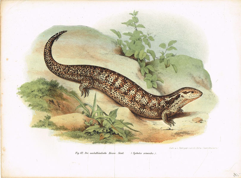 Cyclodes scincoides